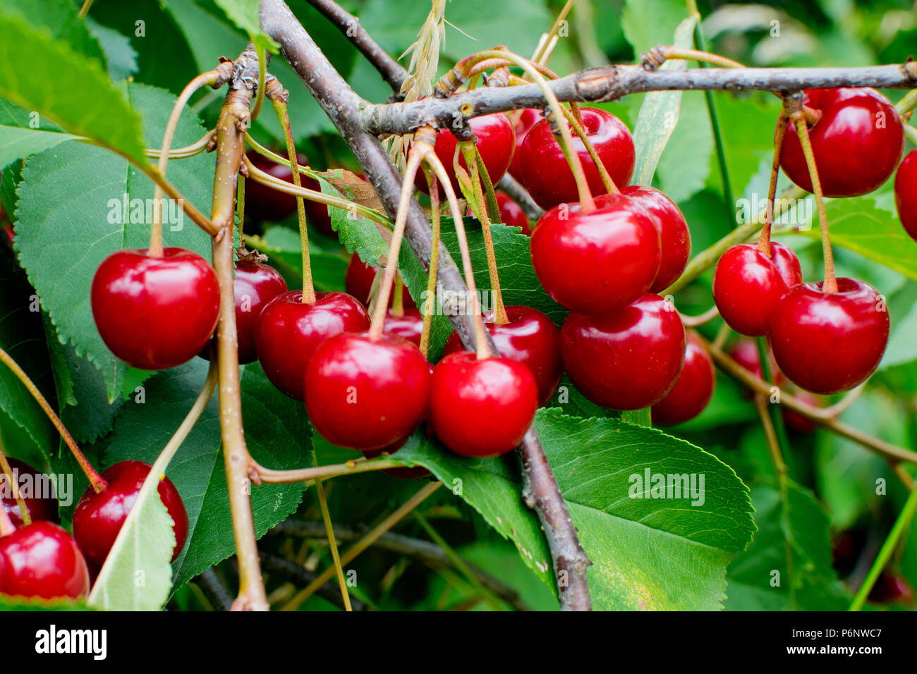 Detail of cherry tree with red fruits Stock Photo - Alamy