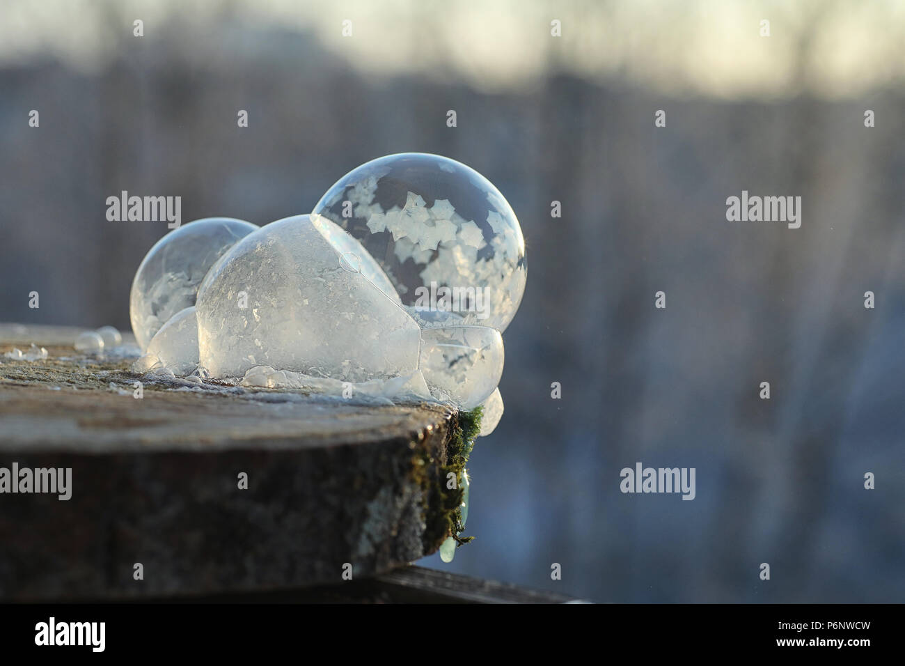 Soap bubbles freeze in the cold. Winter soapy water freezes in air ...