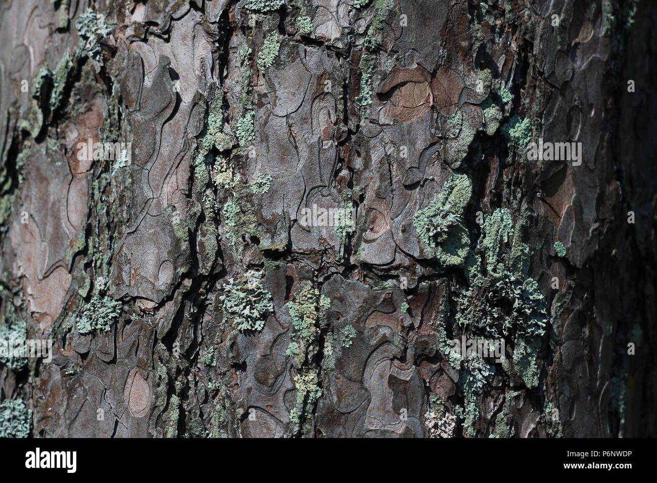 Pine tree bark background texture Stock Photo - Alamy