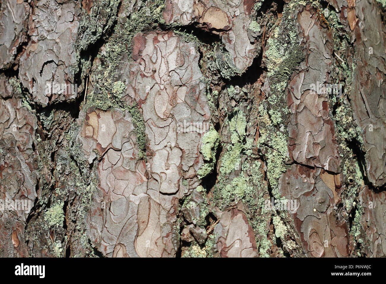 Pine tree bark background texture Stock Photo - Alamy
