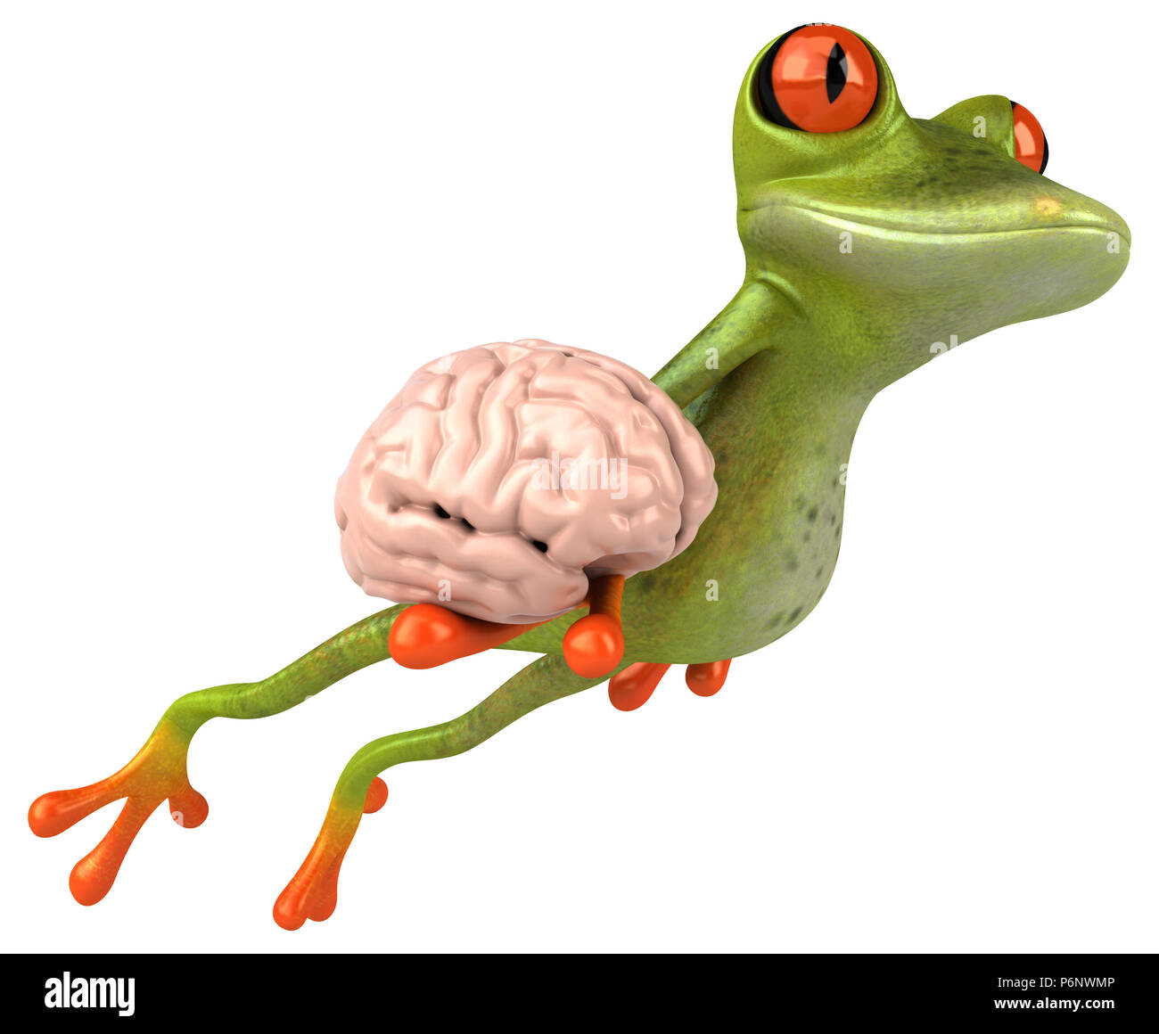 Frog brain Cut Out Stock Images & Pictures - Alamy