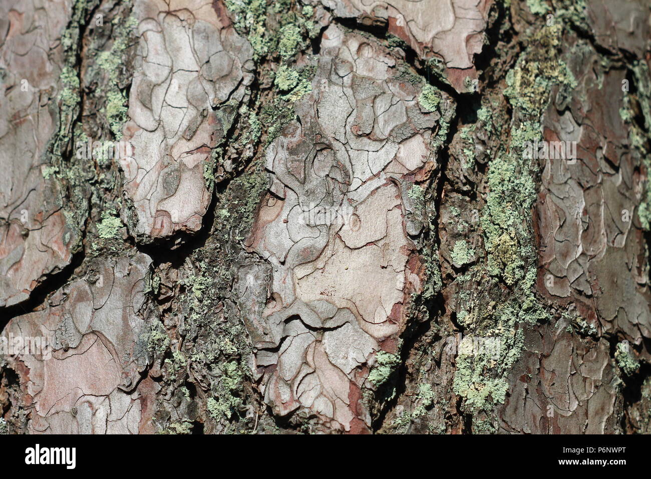 Pine tree bark background texture Stock Photo - Alamy