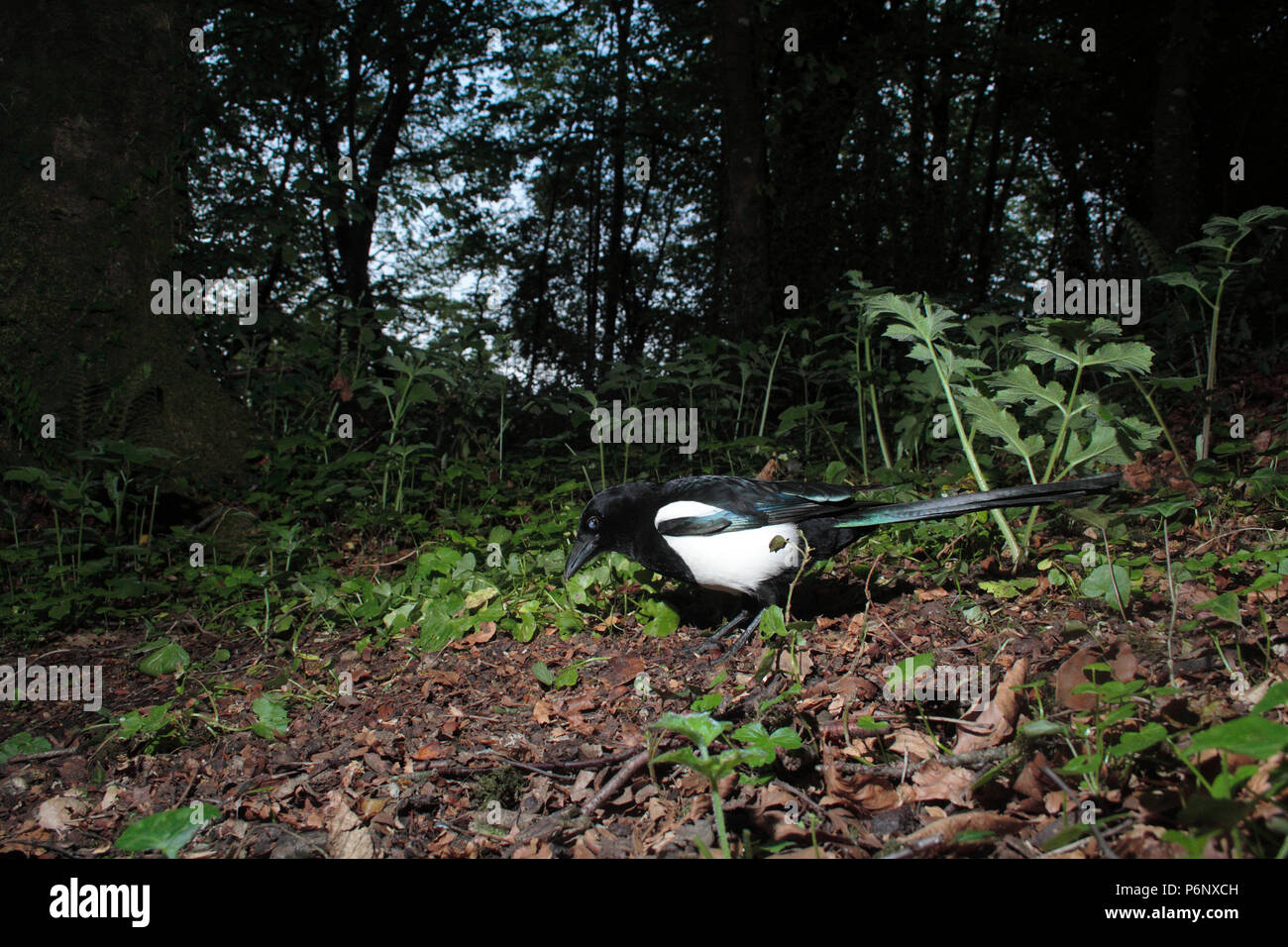 Magpie foraging in woodland Stock Photo - Alamy