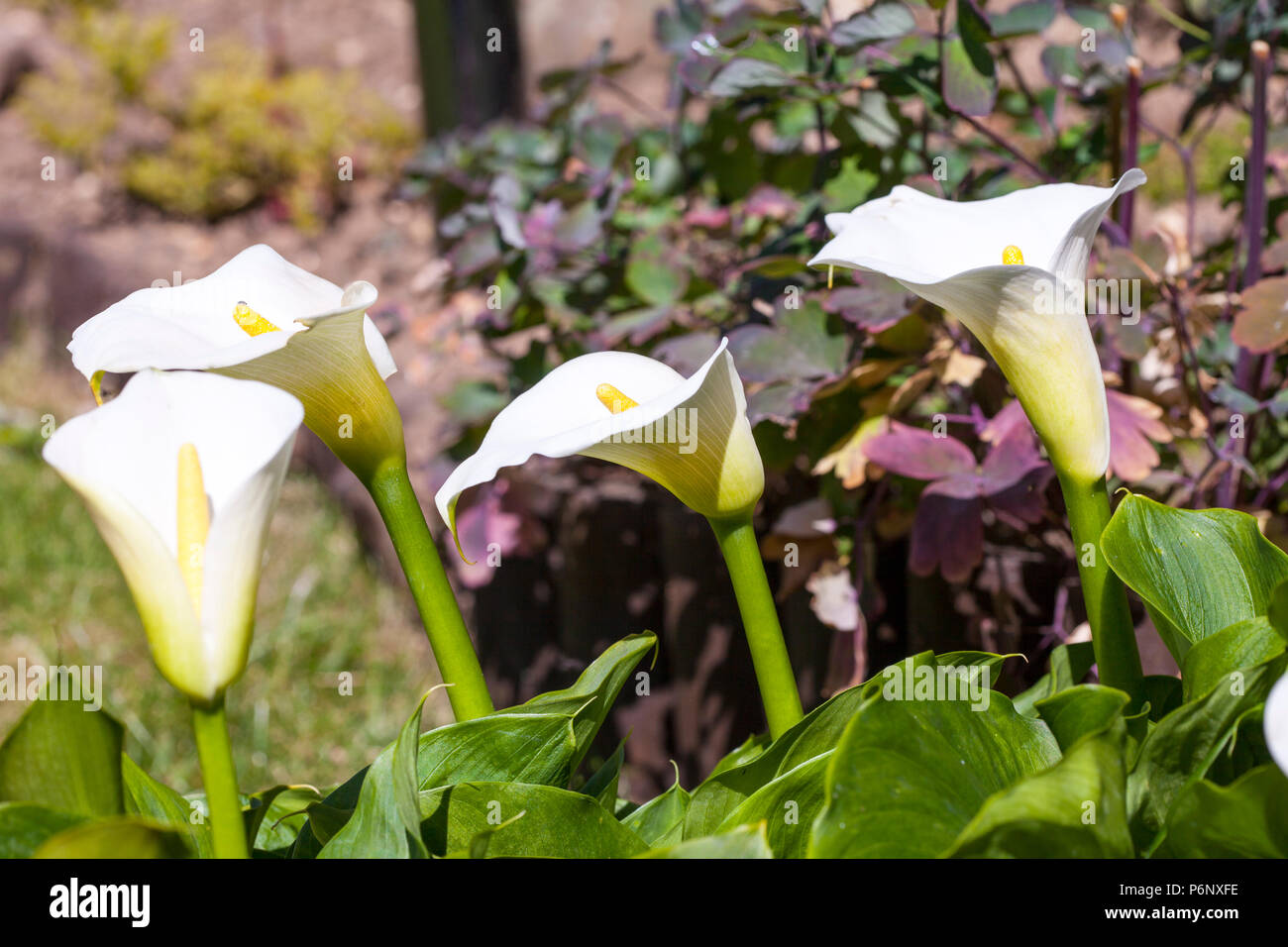 Peace lily; spathe flower; Araceae; Spathiphyllum sp, peace lily plant ...