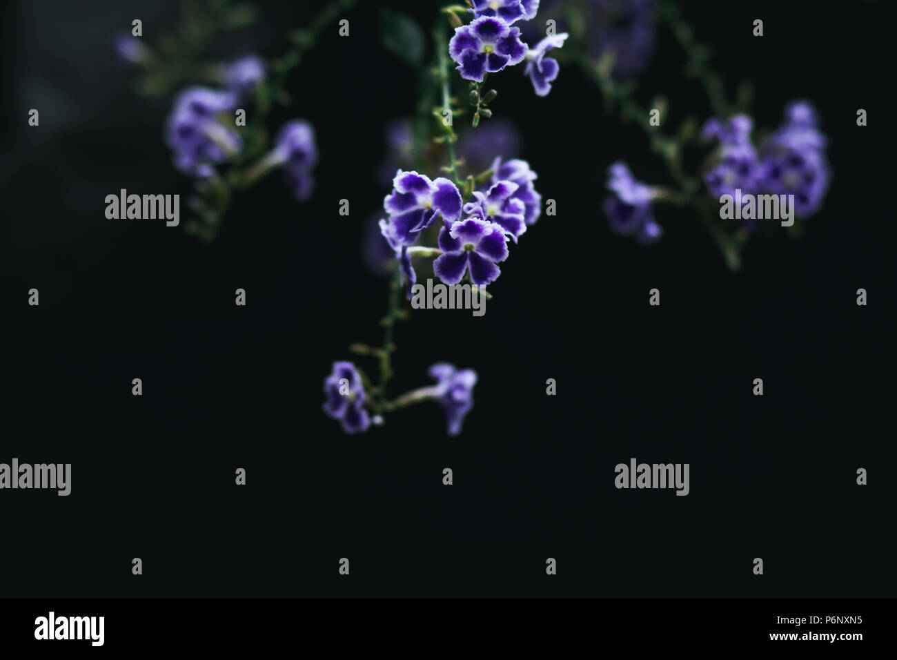 Blue flowers in dark tone Black background Stock Photo - Alamy