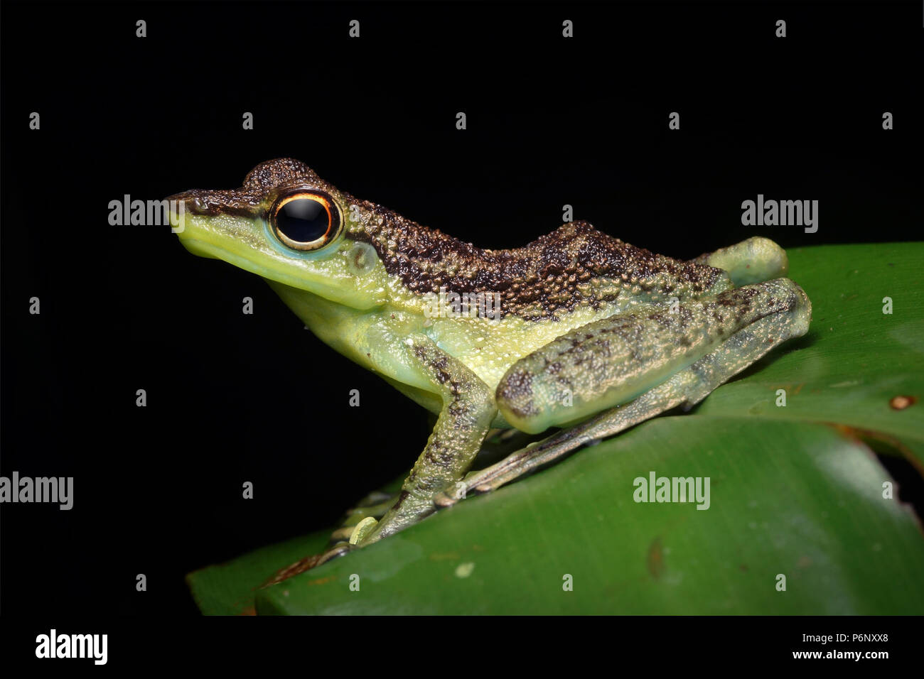 Black-spotted rock skipper Staurois guttatus Stock Photo - Alamy