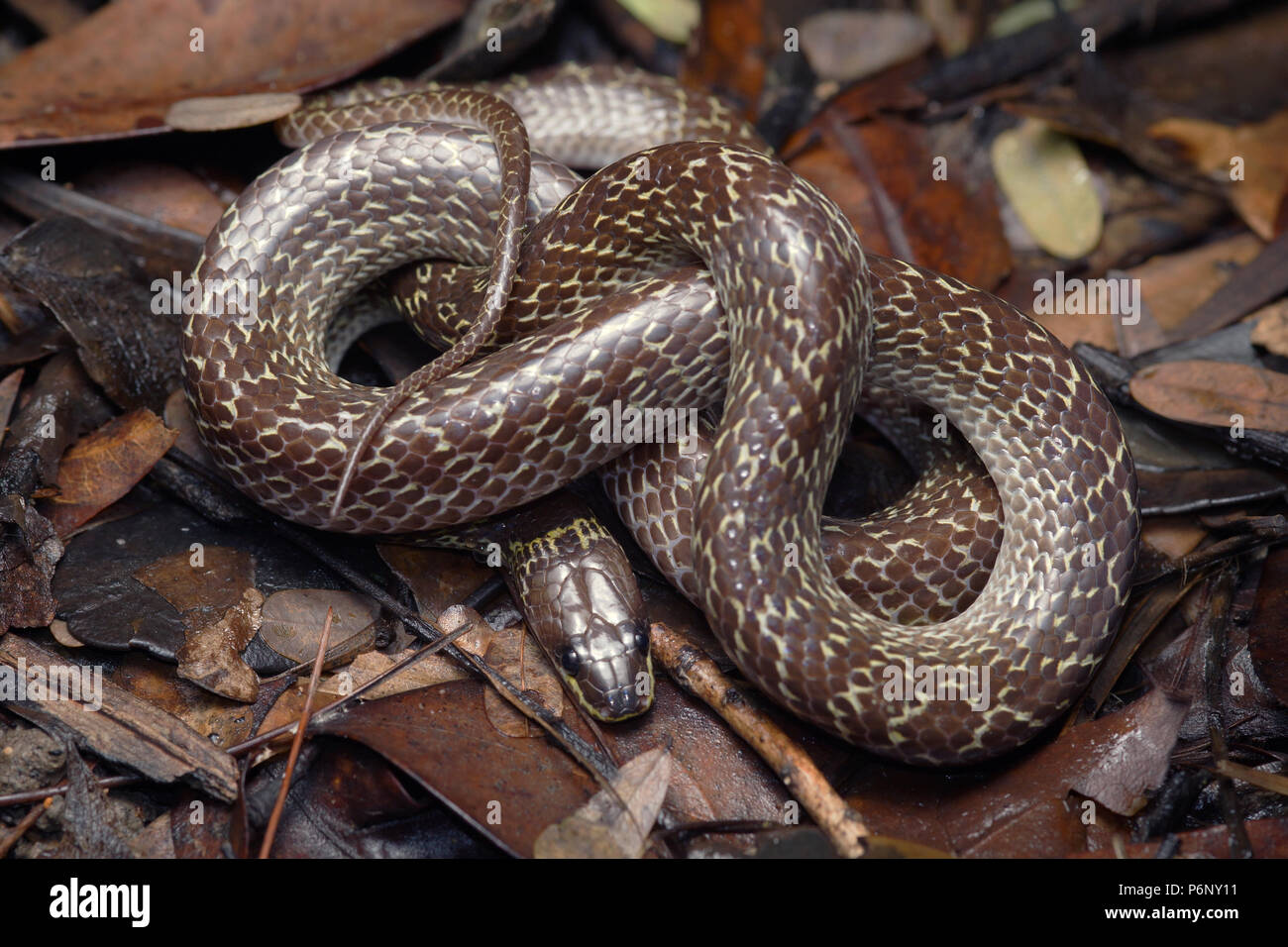Philippines snake hi-res stock photography and images - Alamy