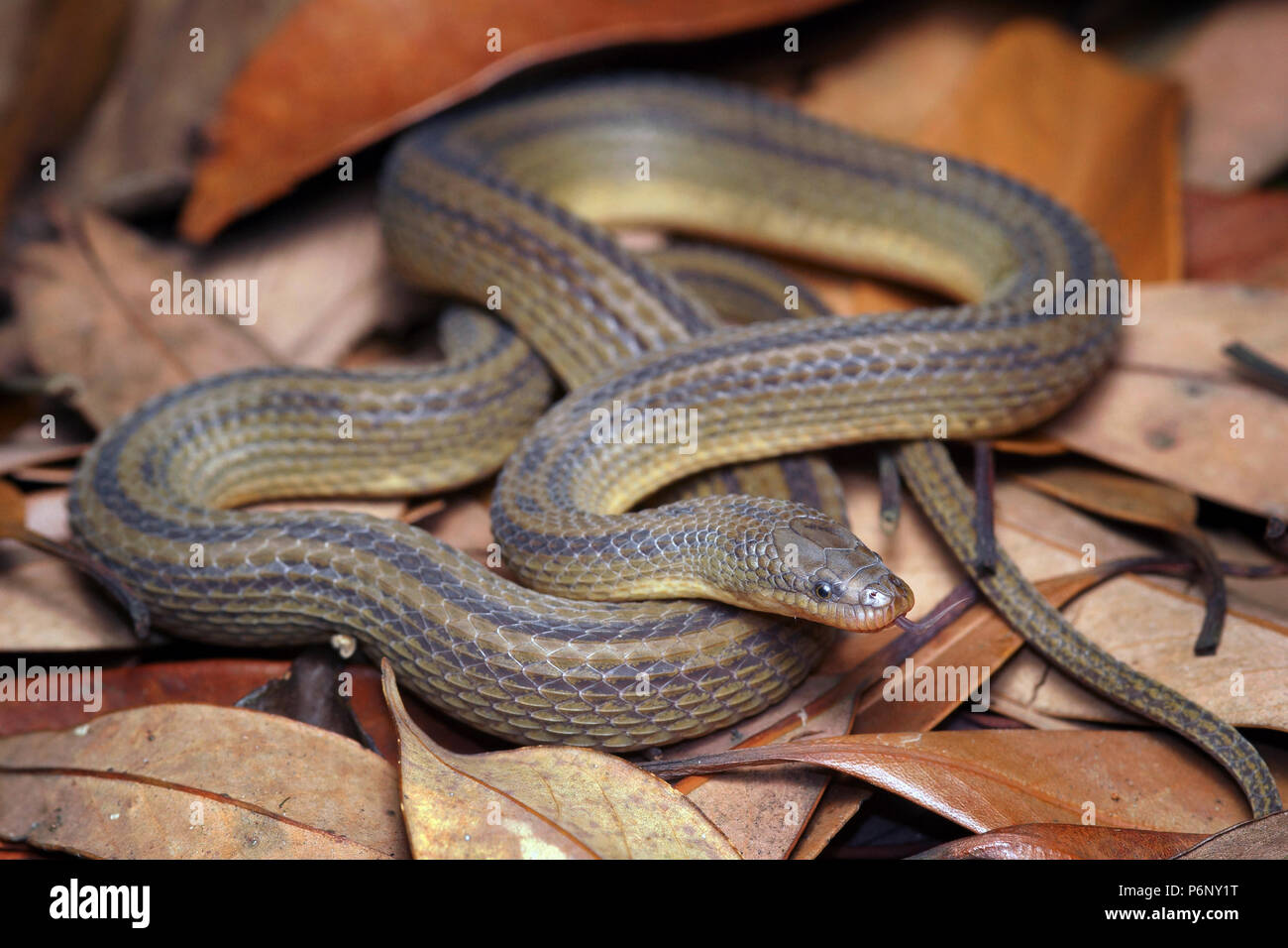 Striped stream snake Opisthotropis kuatunensis Stock Photo - Alamy