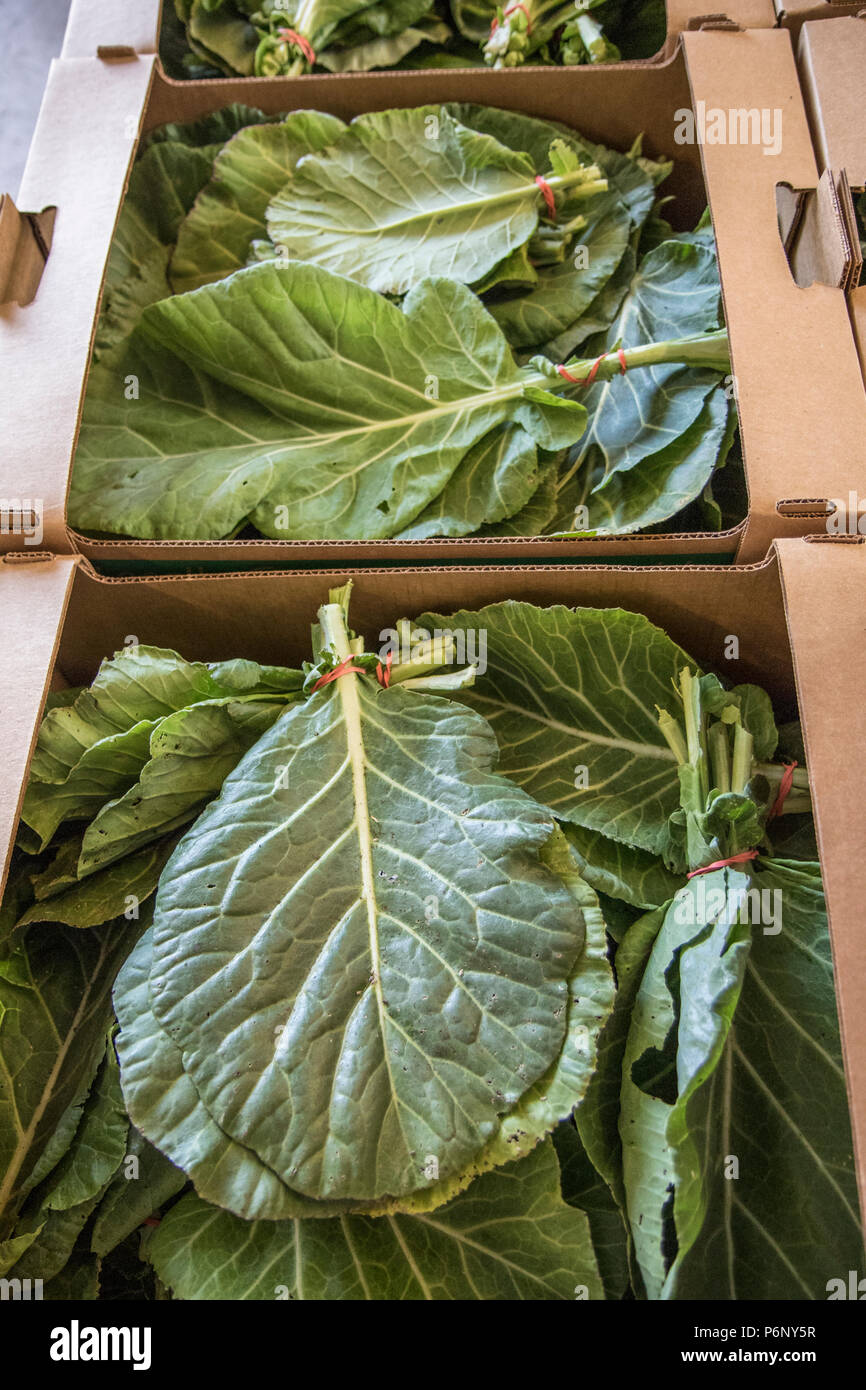 Collard greens hi-res stock photography and images - Alamy