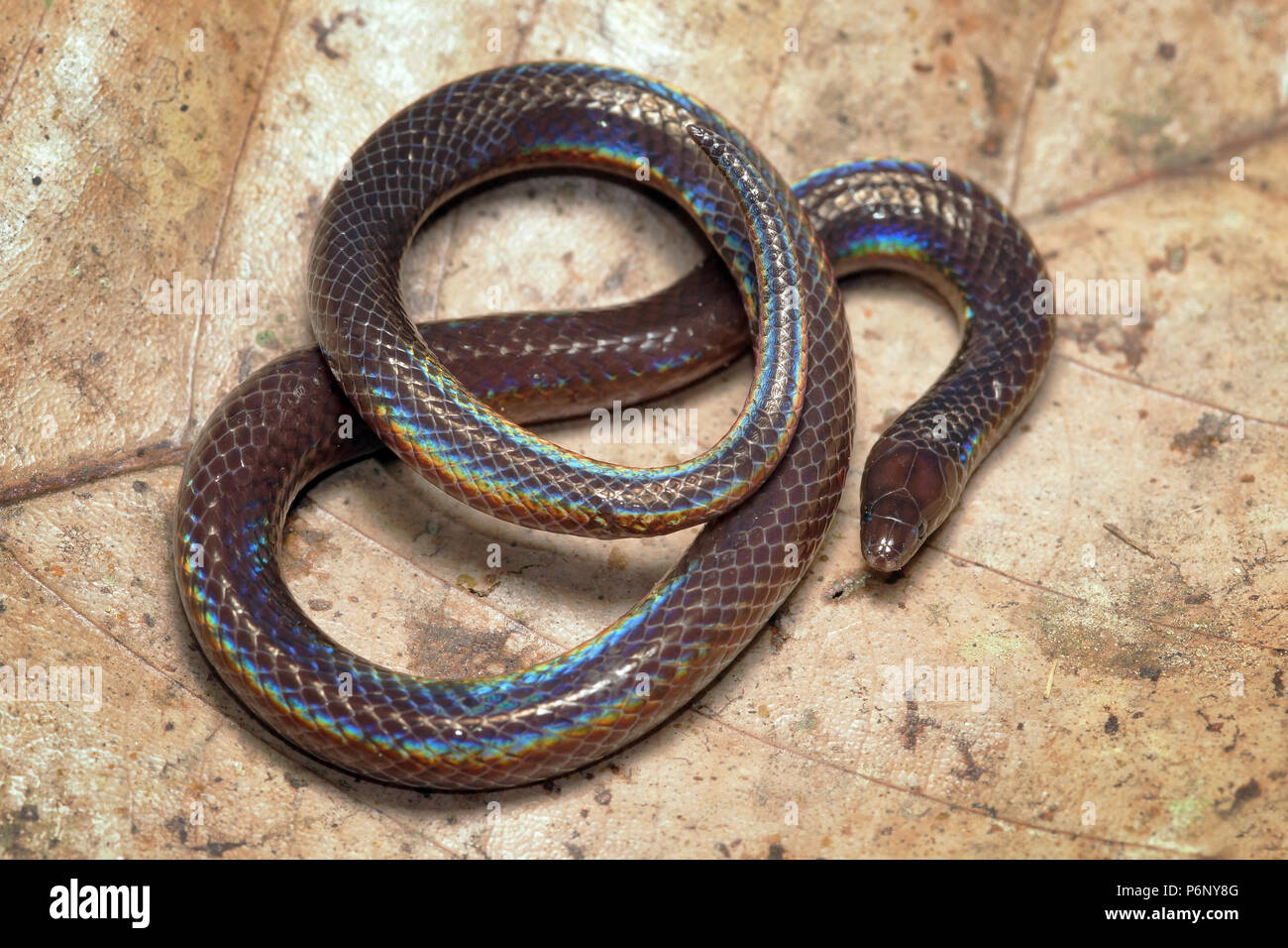 Dwarf snake hi-res stock photography and images - Alamy
