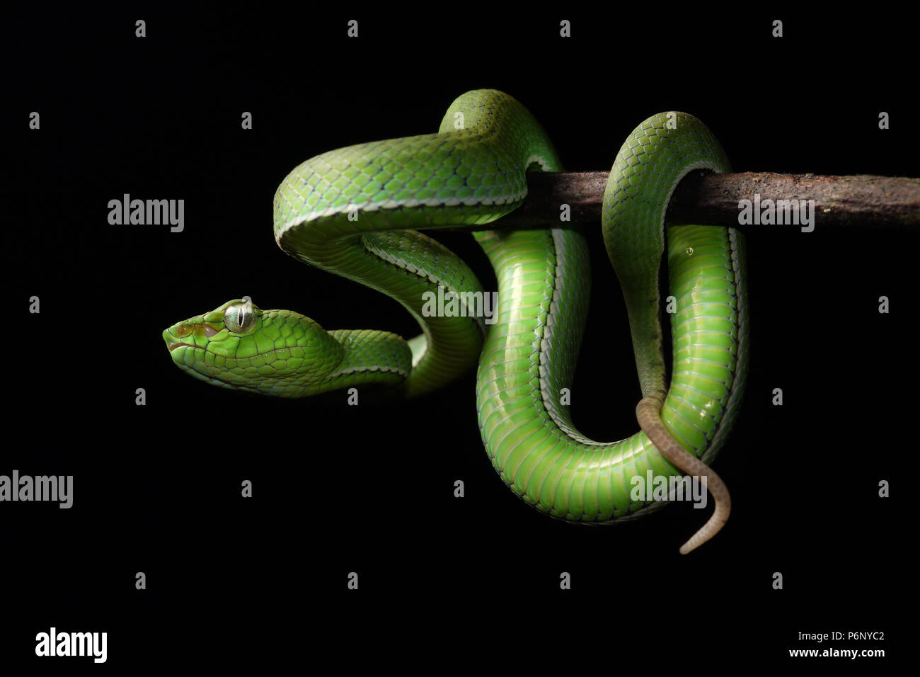 Sumatran pit viper Trimeresurus sumatranus Stock Photo - Alamy
