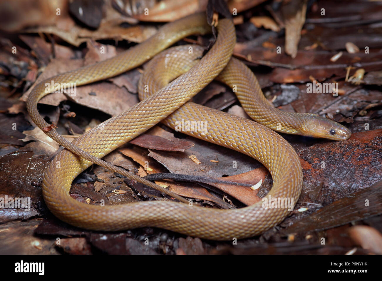 Burrowing Snake High Resolution Stock Photography and Images - Alamy