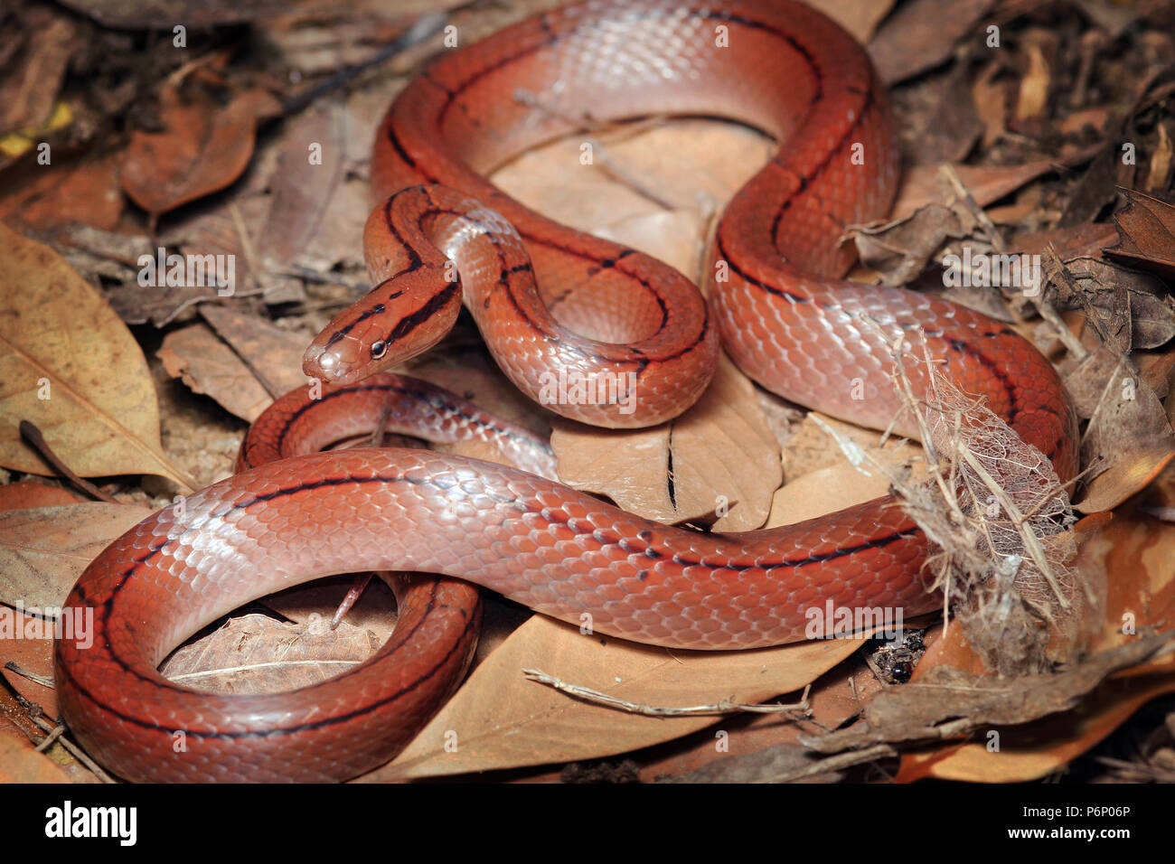 Red mountain racer Oreocryptophis porphyracea Stock Photo - Alamy