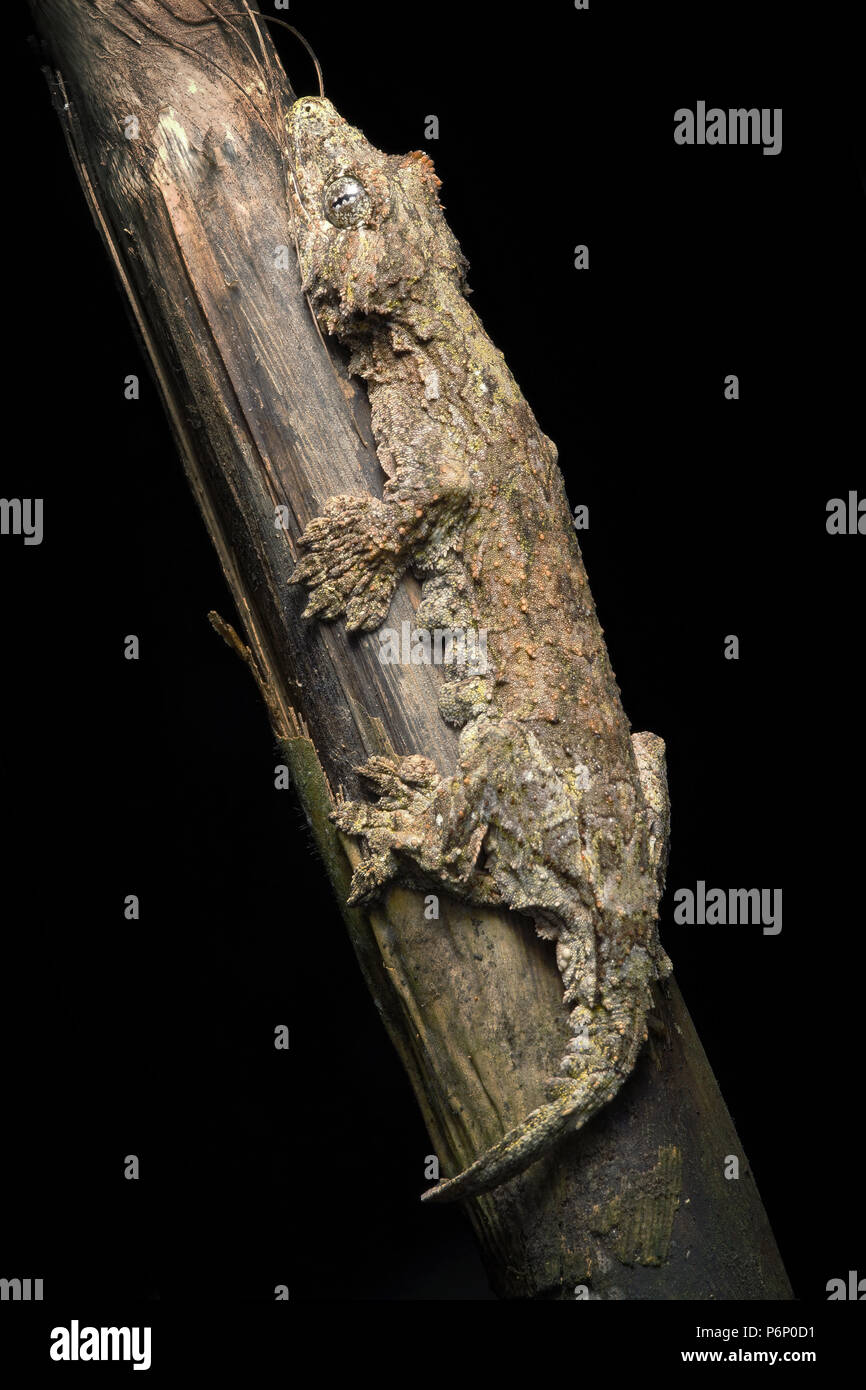 Kinabalu flying gecko Ptychozoon rhacophorus Stock Photo - Alamy