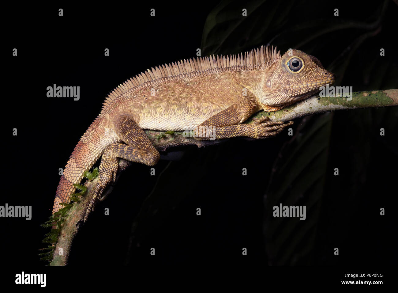 Gonocephalus borneensis hi-res stock photography and images - Alamy