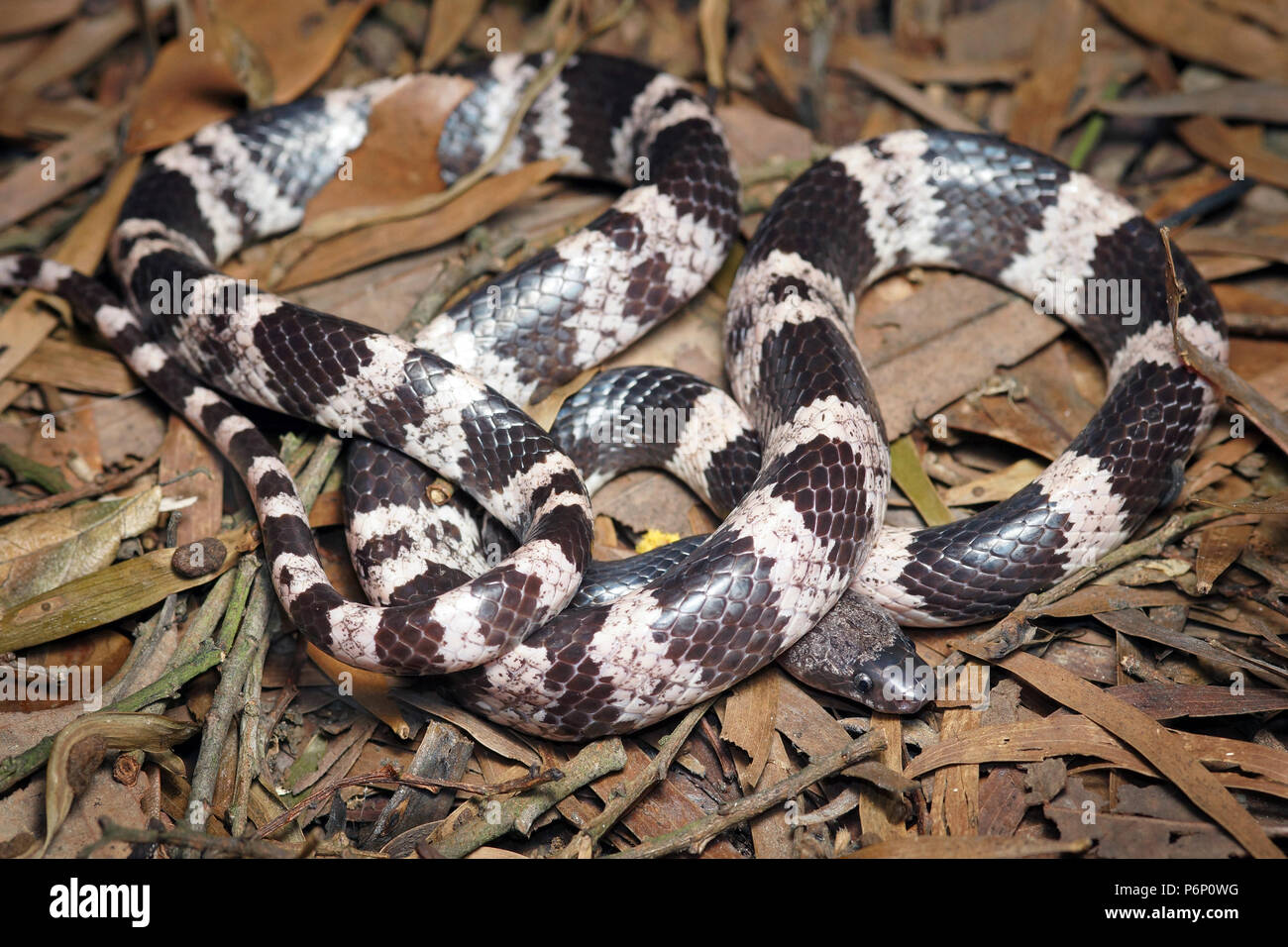 Futsing mountain wolf snake Lycodon futsingensis Stock Photo - Alamy