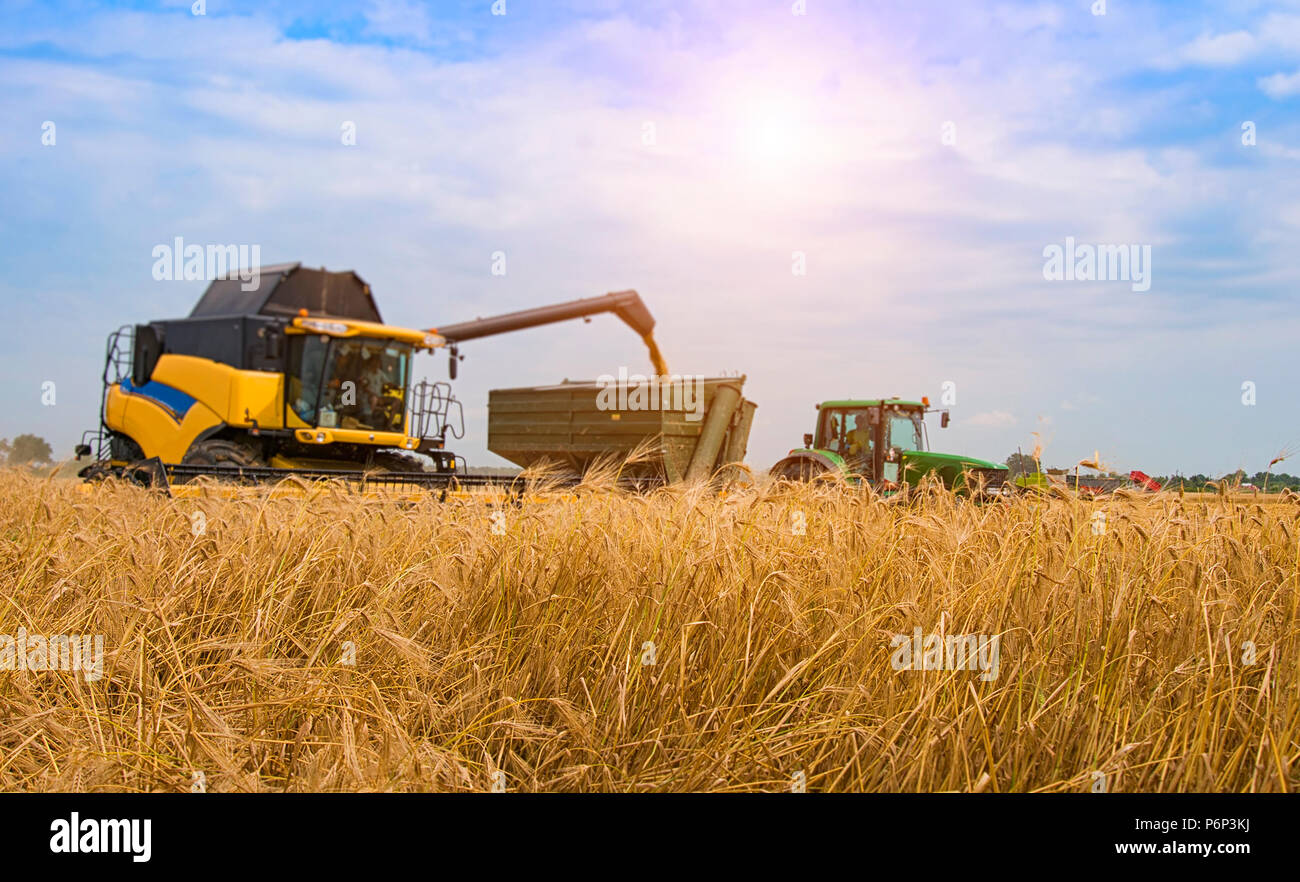 Harvester machine to harvest wheat field working. Combine harvester ...