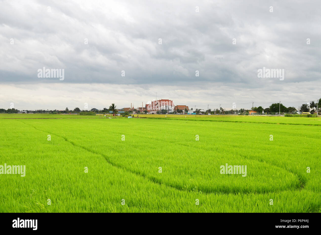 Paddy Rice Fields Stock Photo - Alamy