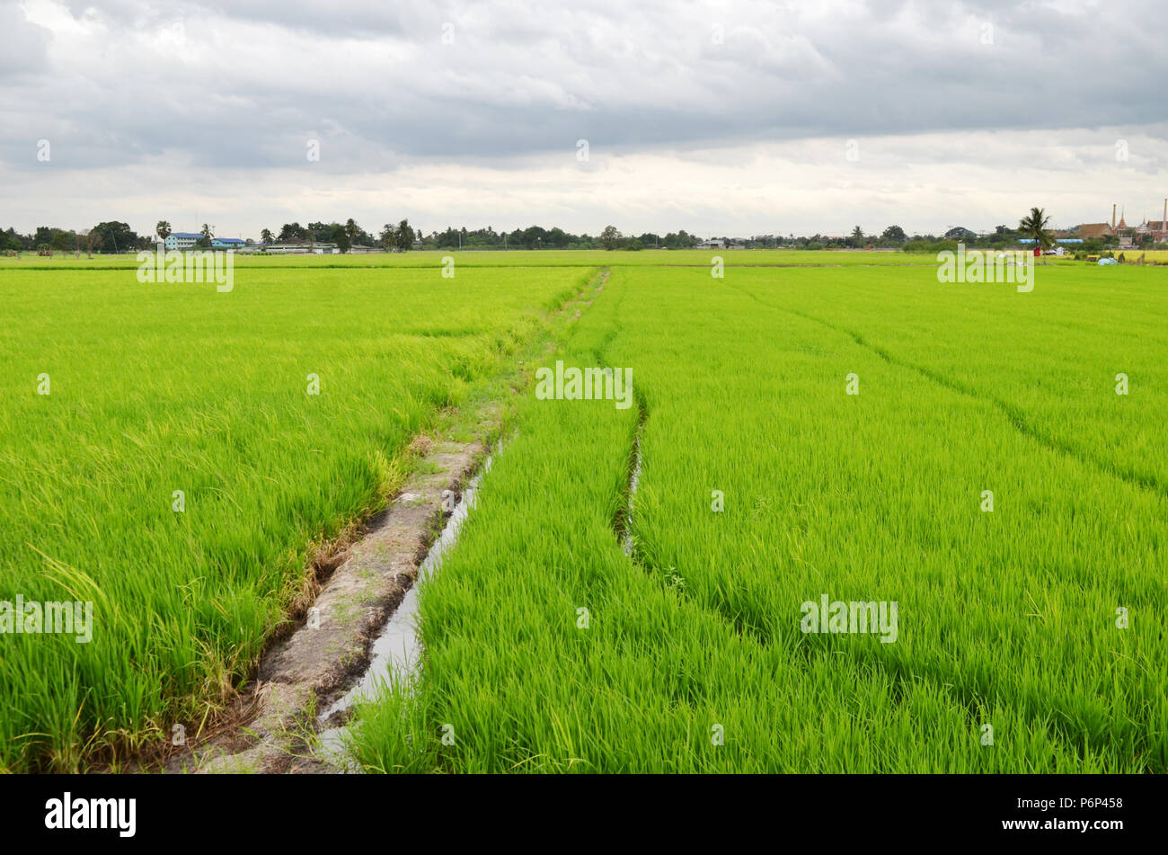 rice field background Stock Photo - Alamy