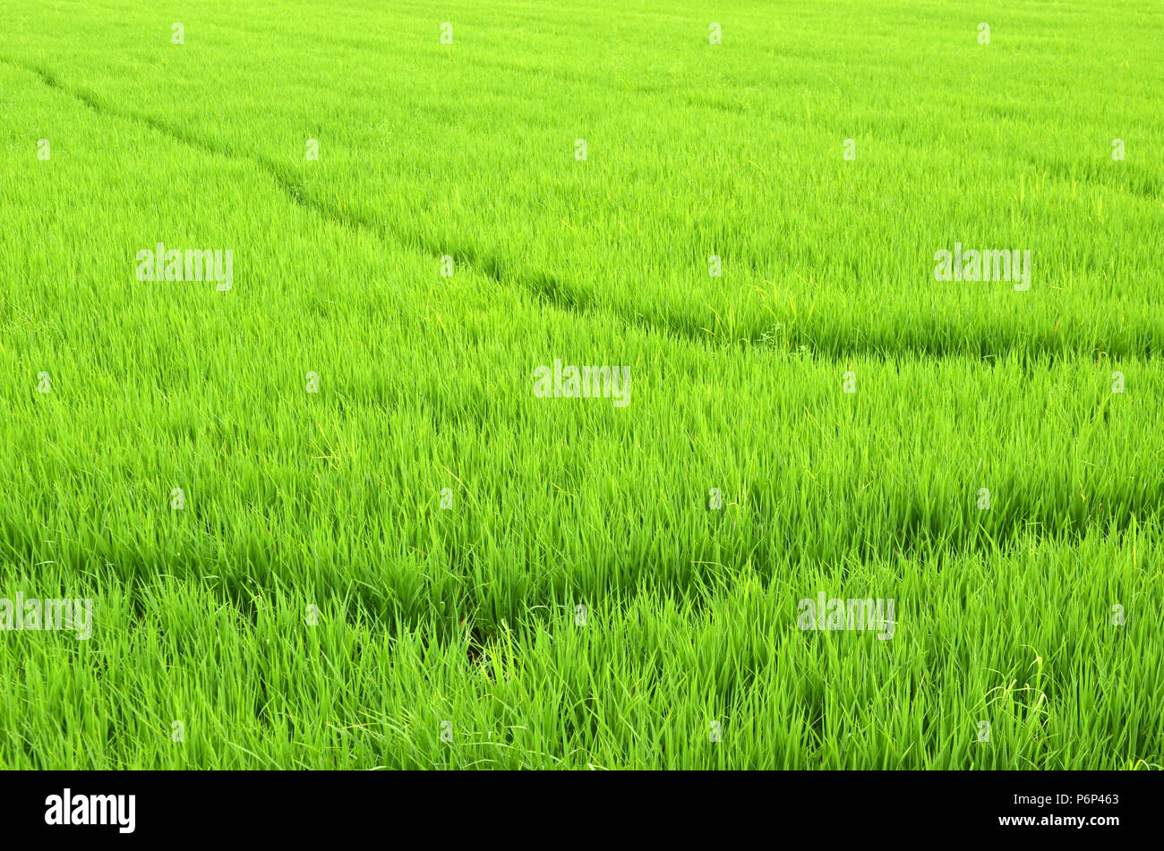 Green rice fields of Thailand Stock Photo - Alamy