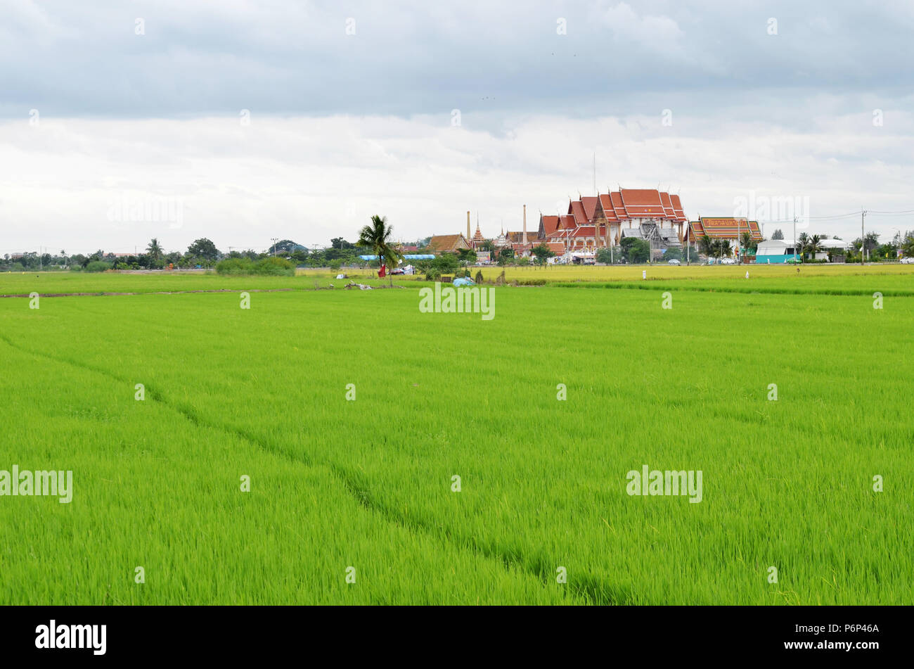Paddy Rice Fields Stock Photo - Alamy