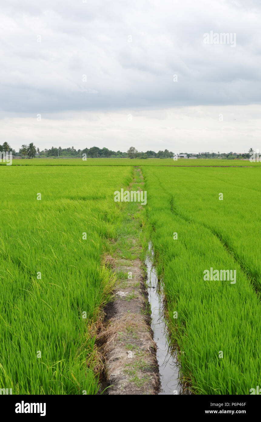 Paddy Rice Fields Stock Photo - Alamy