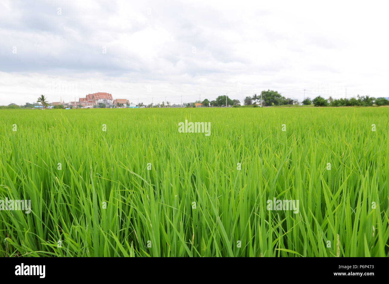 rice field background Stock Photo - Alamy