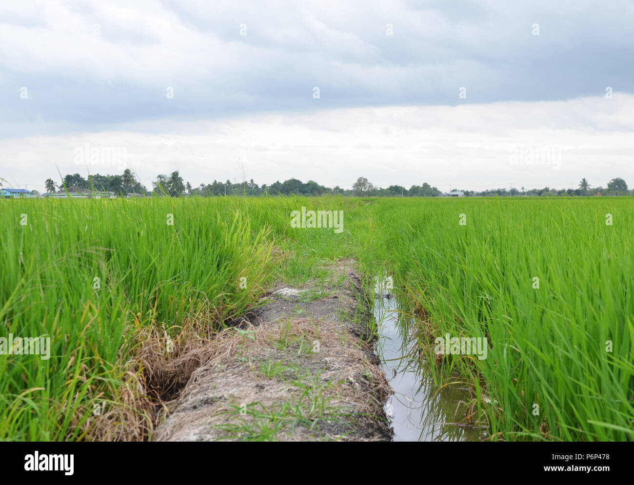 Paddy Rice Fields Stock Photo - Alamy