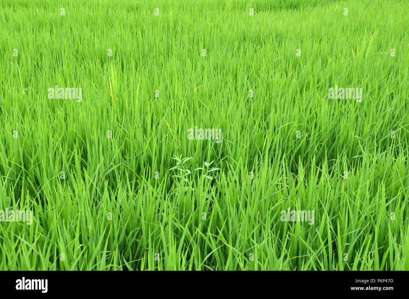 rice field background Stock Photo - Alamy