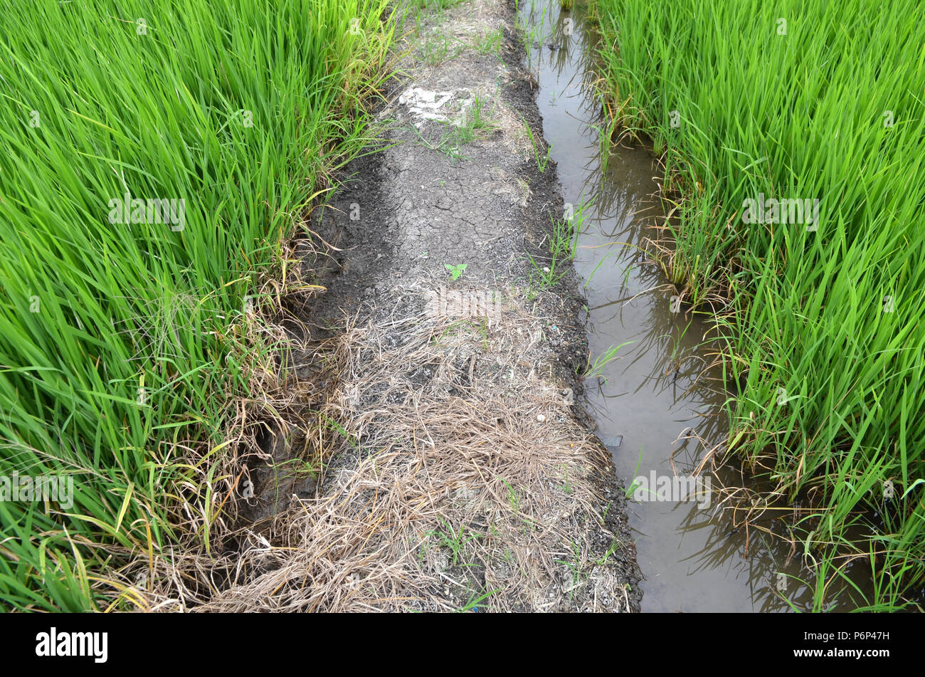 rice field closeup Stock Photo - Alamy