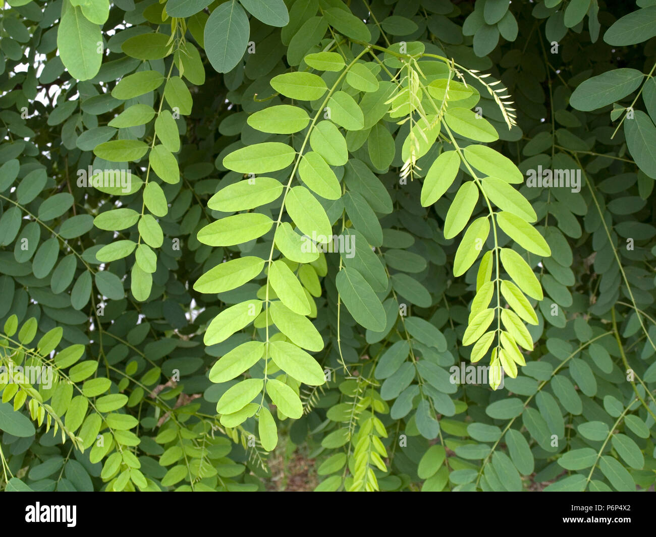 Branches of false acacia Stock Photo - Alamy