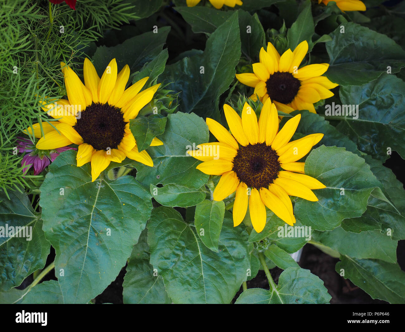 yellow helianthus Annuus aka Sunflower flower bloom Stock Photo - Alamy