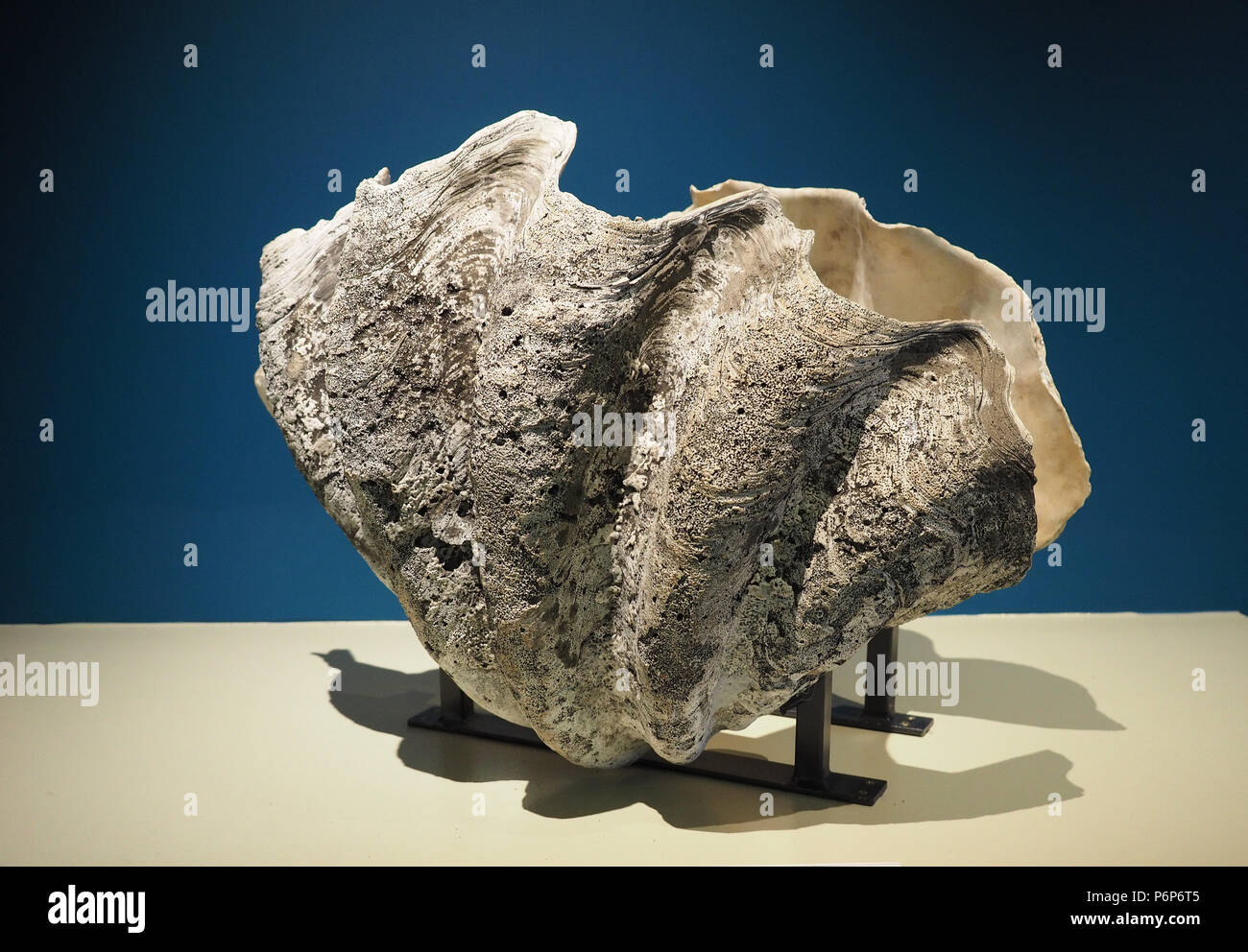 Largest bivalve store