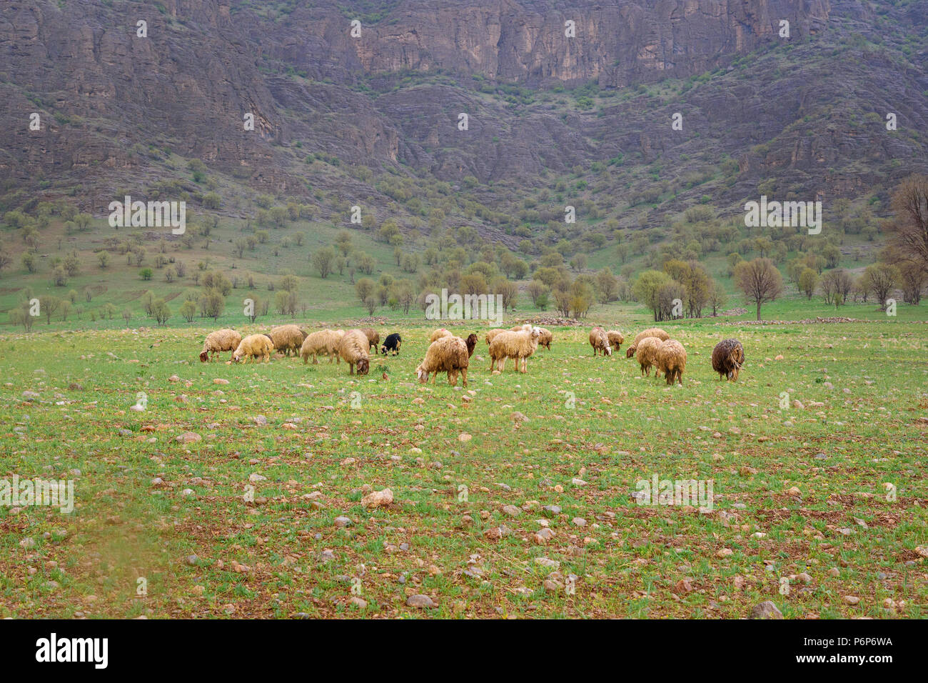 Sheep Iran High Resolution Stock Photography and Images - Alamy