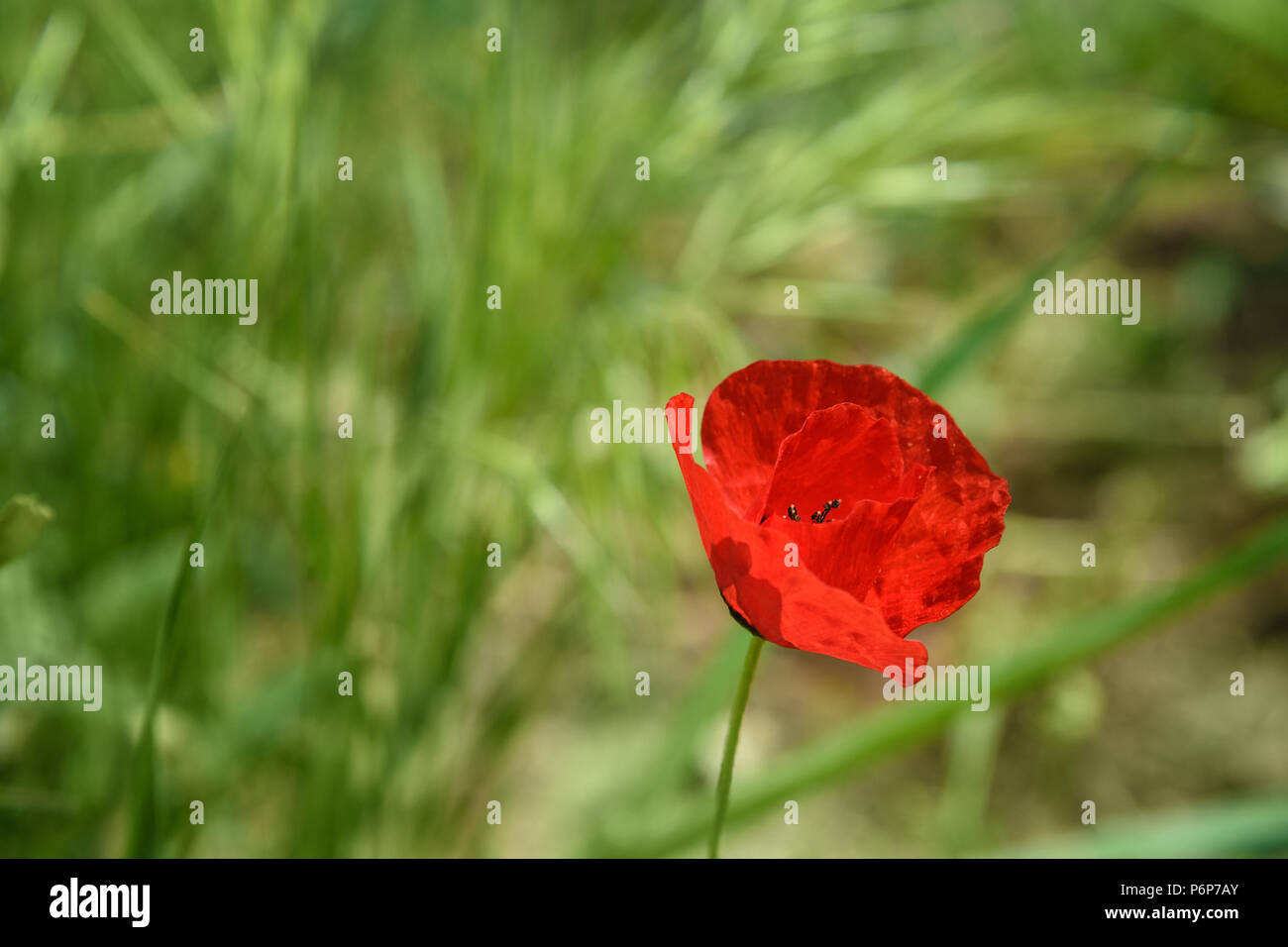 Wild red poppy flower on green background Stock Photo - Alamy