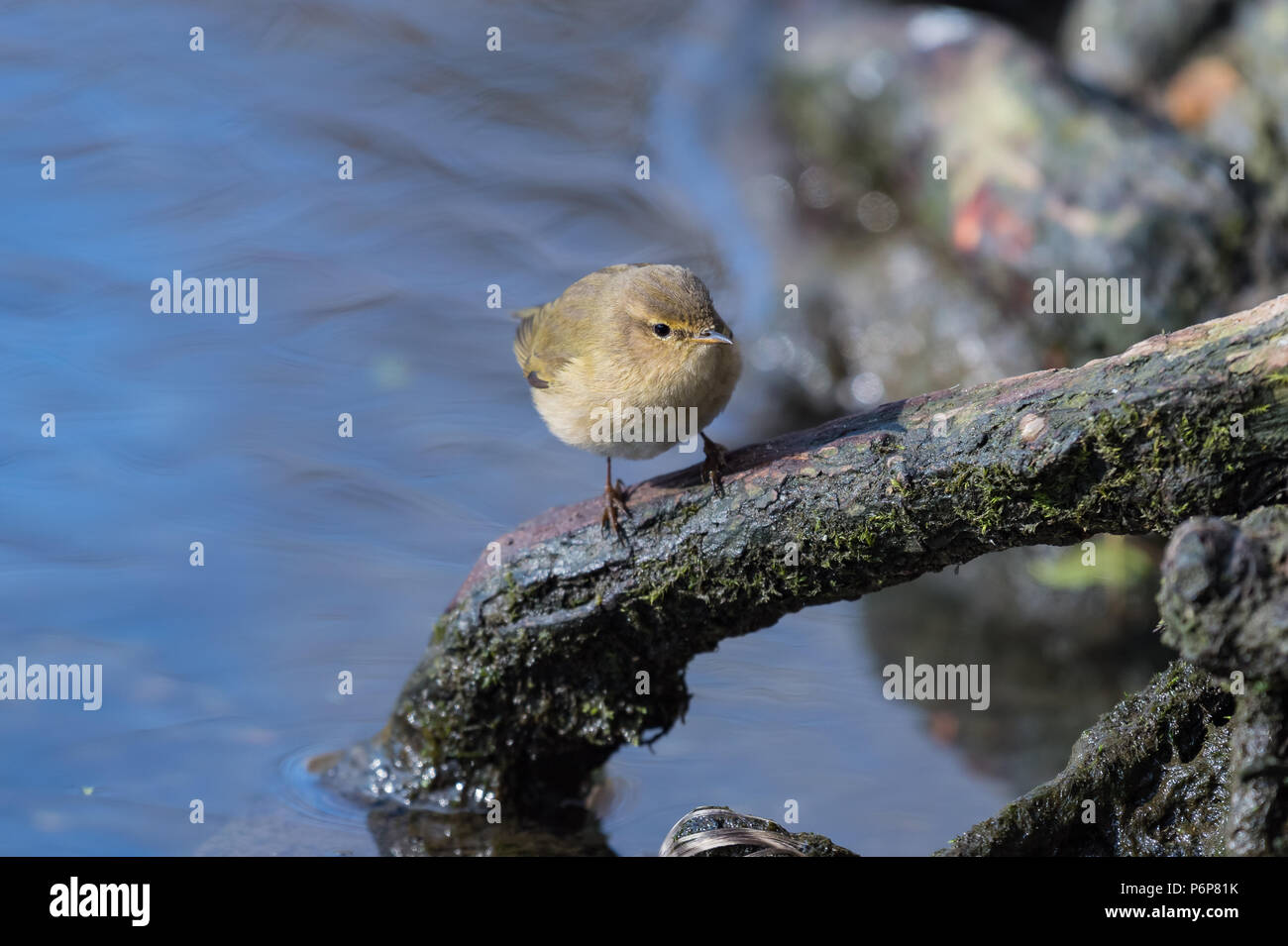 Wild chiffchaff hi-res stock photography and images - Alamy