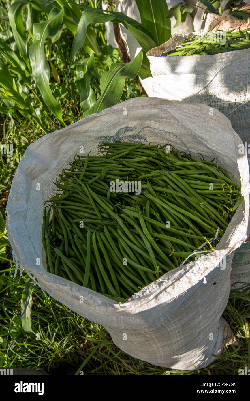 Kenya bean hi-res stock photography and images - Alamy