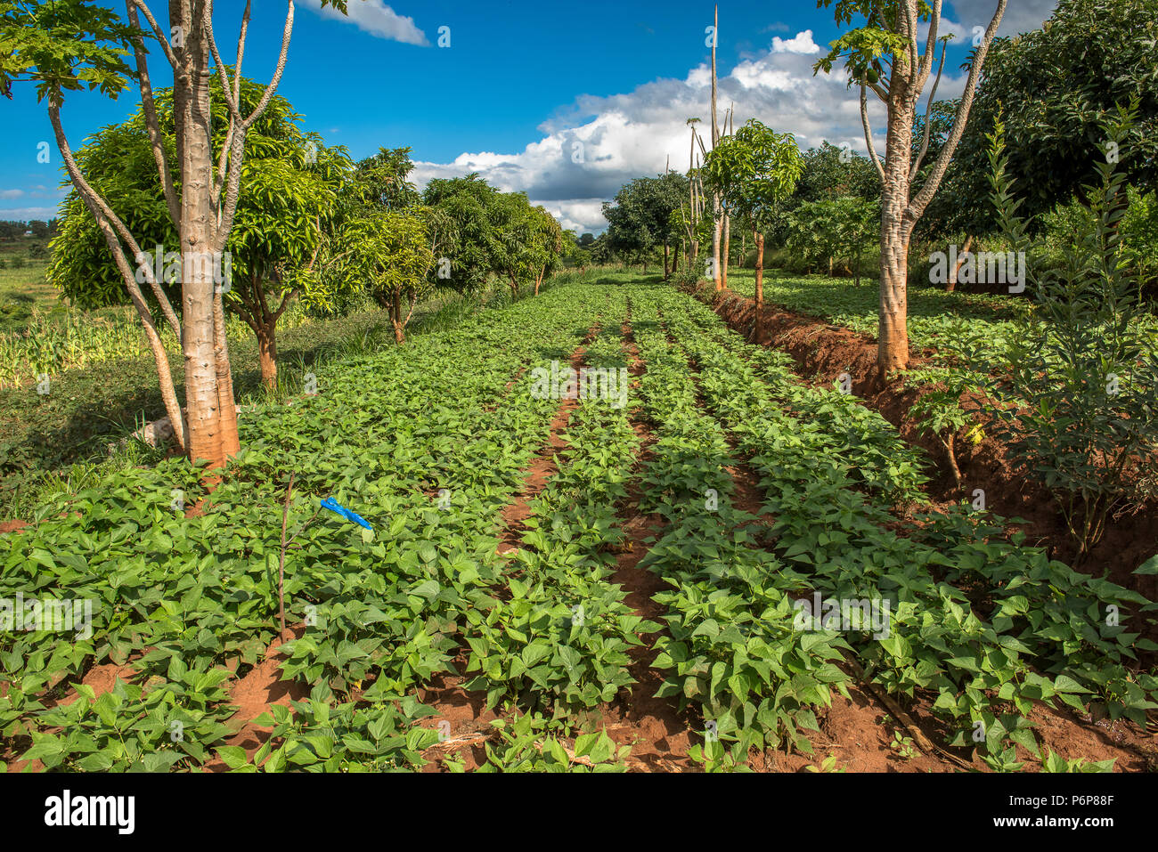 Bean field in Machakos, Kenya Stock Photo - Alamy