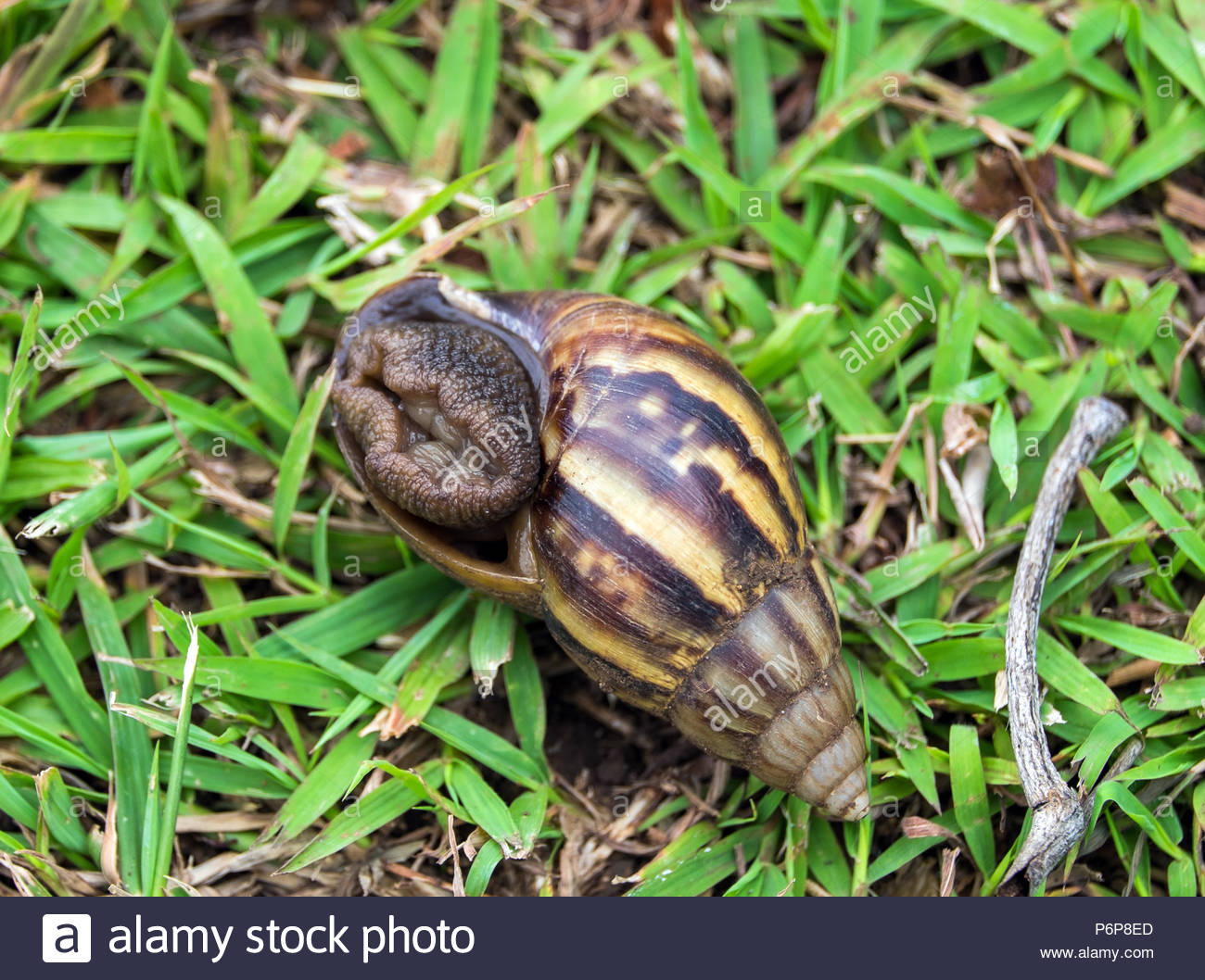 Striped Shell Stock Photos & Striped Shell Stock Images - Alamy