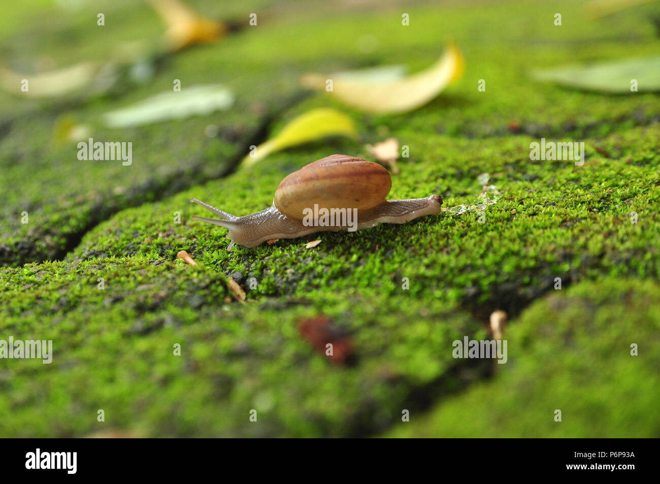 Snails on the area filled with moss Stock Photo - Alamy