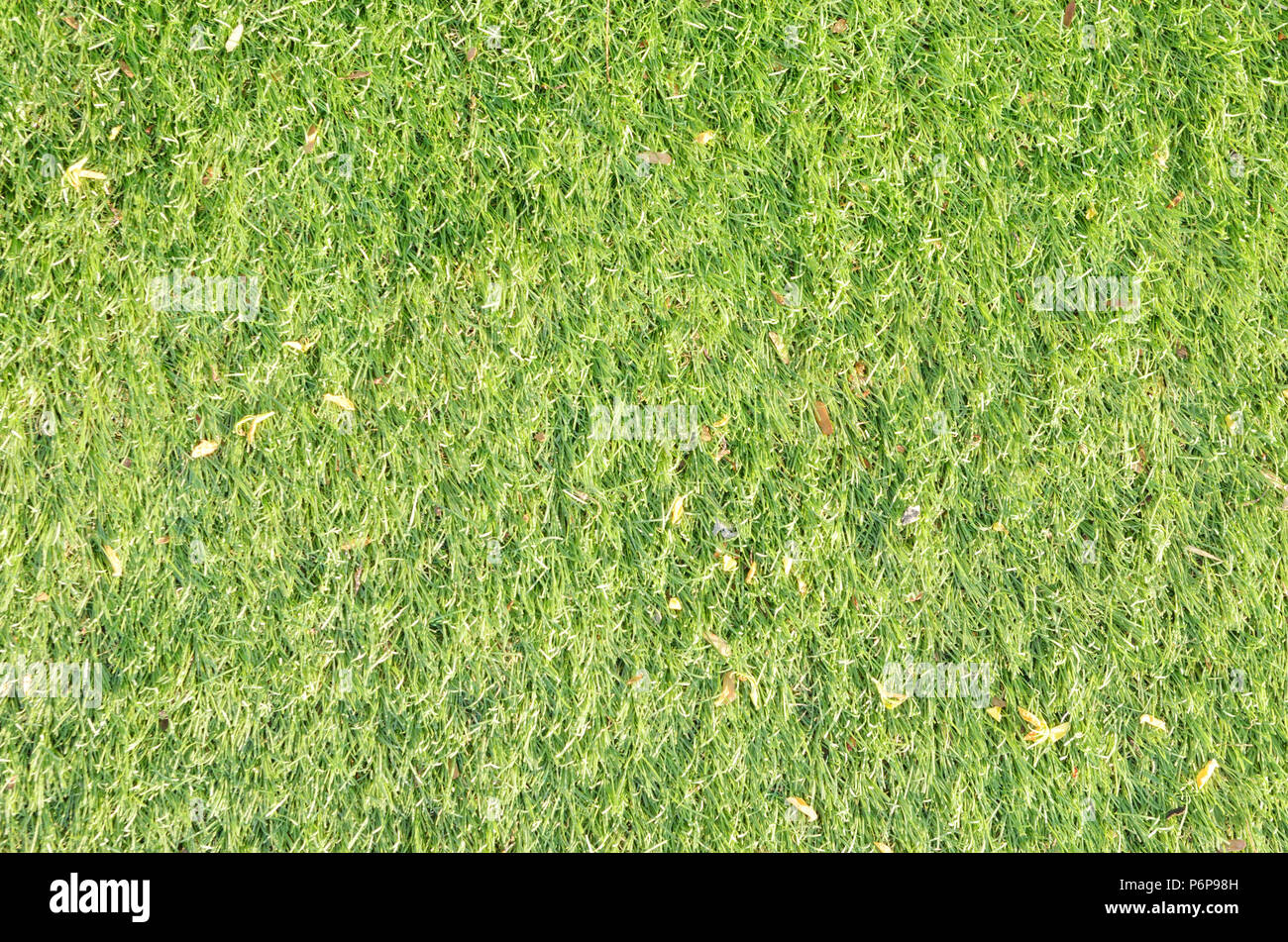 Fresh Grass land, grass growing clean and tidy Stock Photo - Alamy