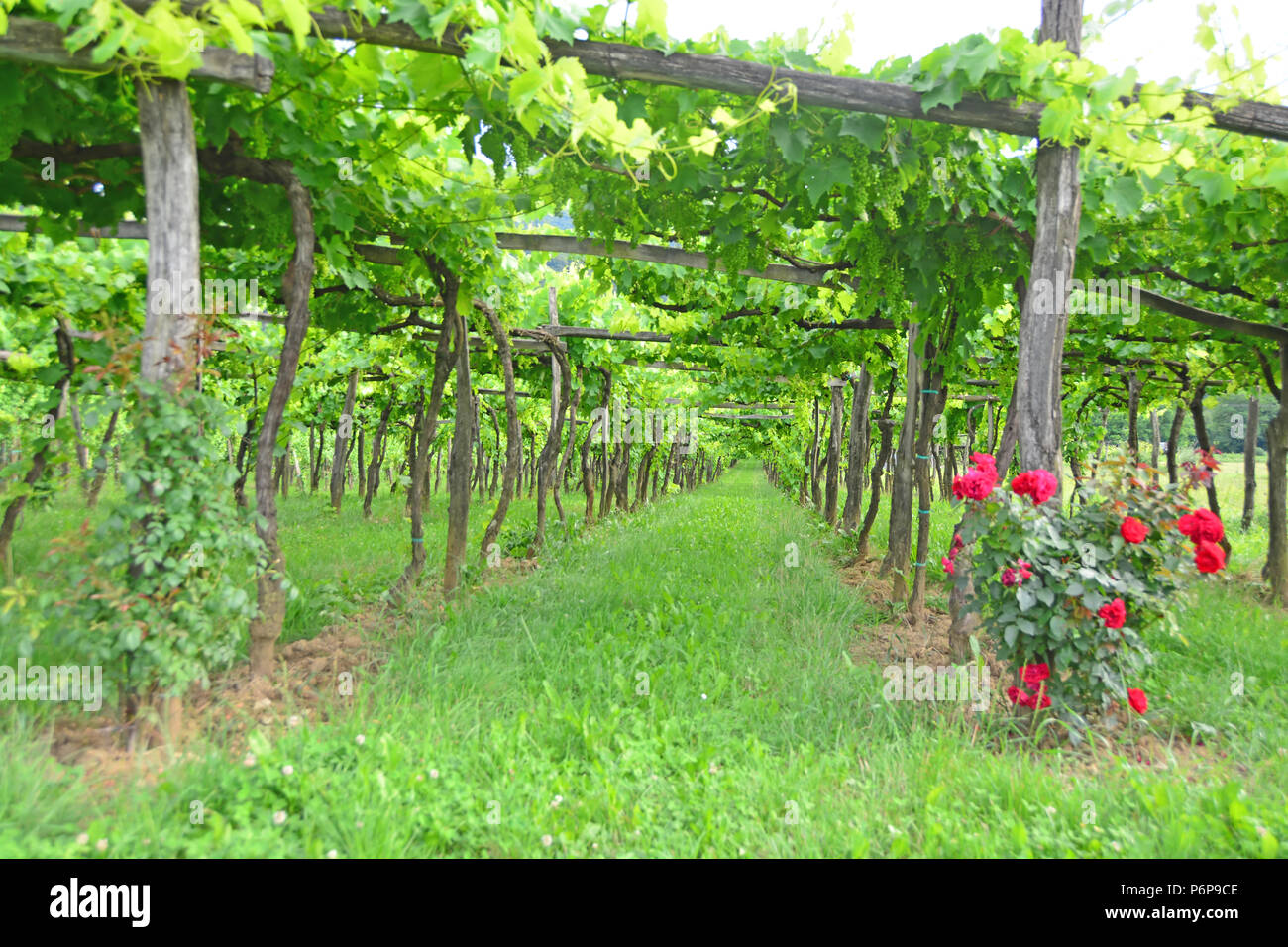 Grapevines Trellis System
