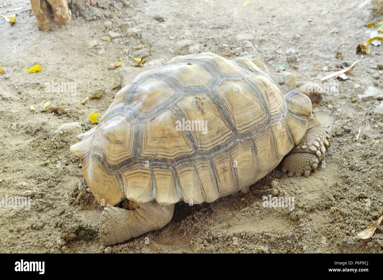 Giant tortoise walking galapagos island Stock Photo - Alamy