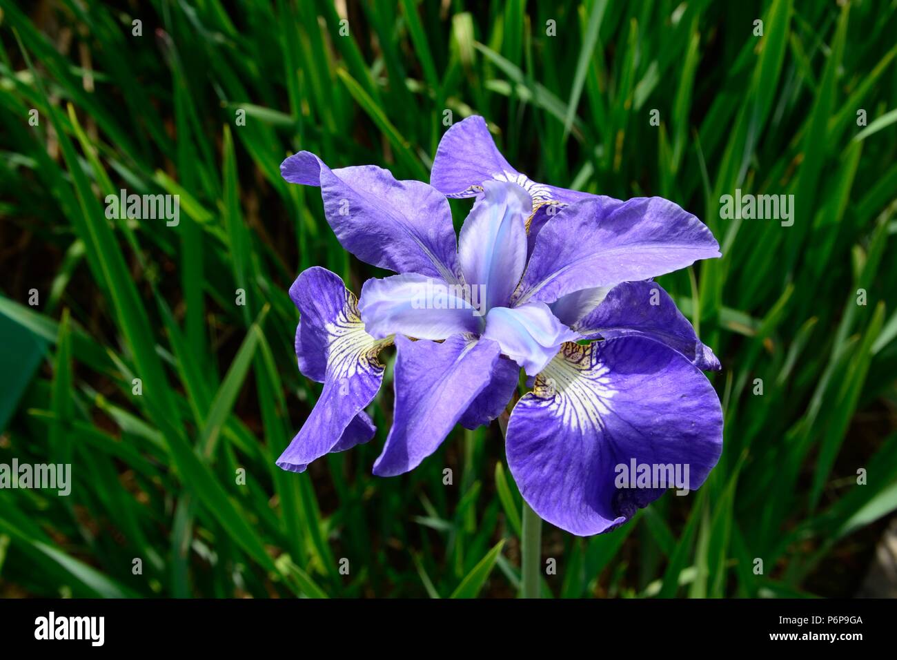 Iris Sibirica silver edge flag iris Siberian iris flower Stock Photo ...