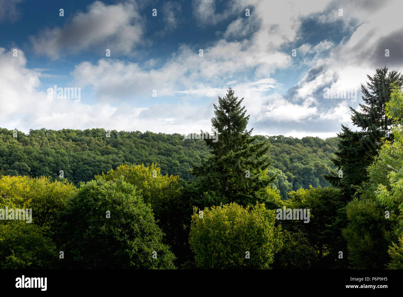 France normandy forest hi-res stock photography and images - Alamy