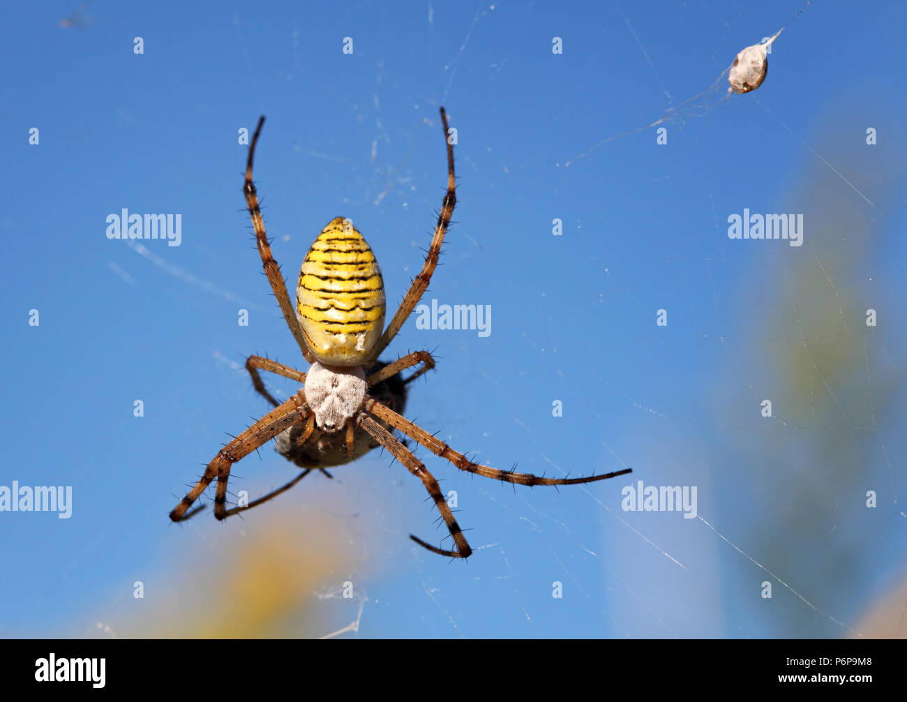 European white - yellow spider with blue background ( Argiope ...