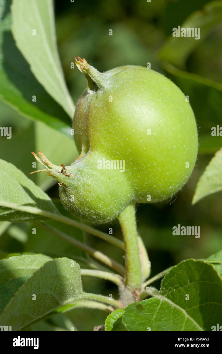 Abnormal Tree Growth High Resolution Stock Photography and Images - Alamy