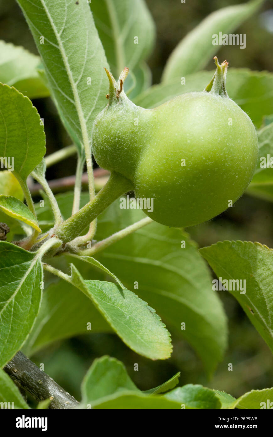 Abnormal tree growth hi-res stock photography and images - Alamy