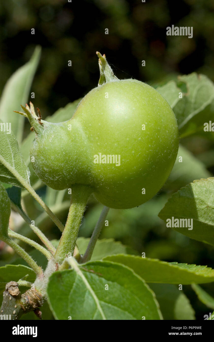 Abnormal tree growth hi-res stock photography and images - Alamy