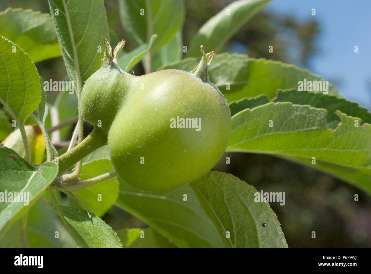 Abnormal tree growth hi-res stock photography and images - Alamy